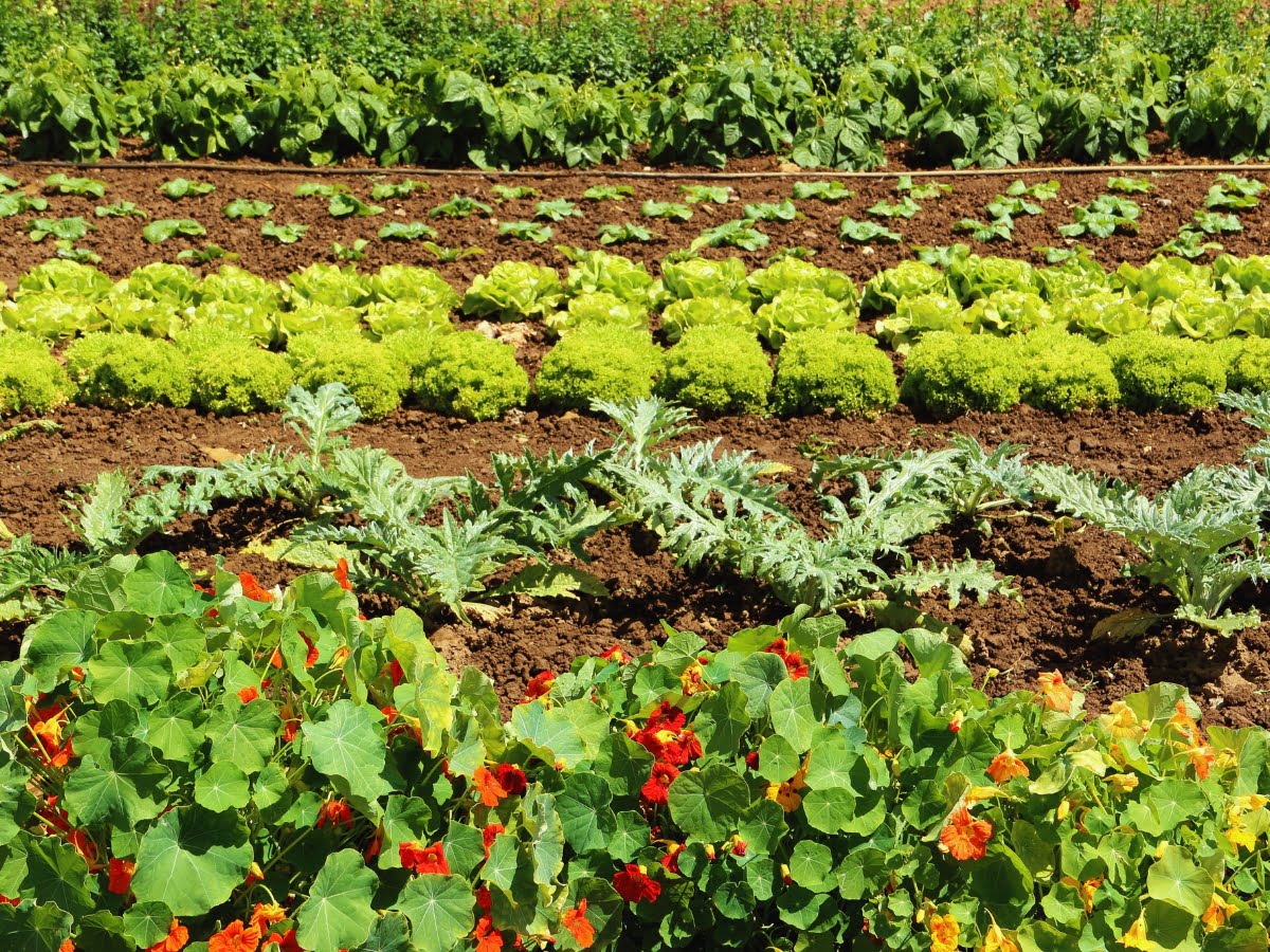 Companion Planting: Why Flowers Are Essential in a Vegetable Garden ...