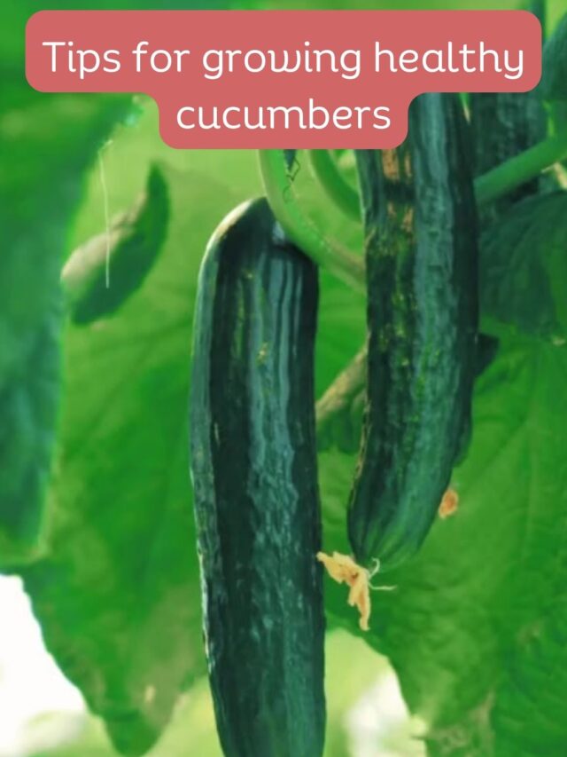 Tips For Growing Healthy Cucumbers Shehri Kisaan The Urban Farmers