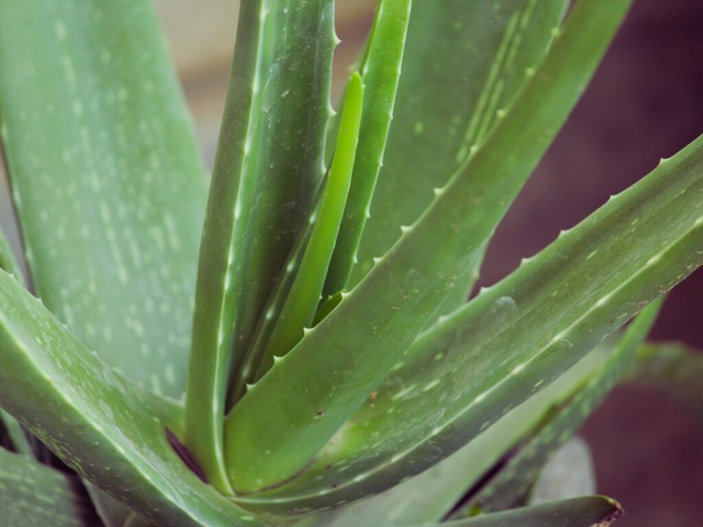 Aloe Vera Farming Made Easy in 2023: Start Your Successful Farming ...