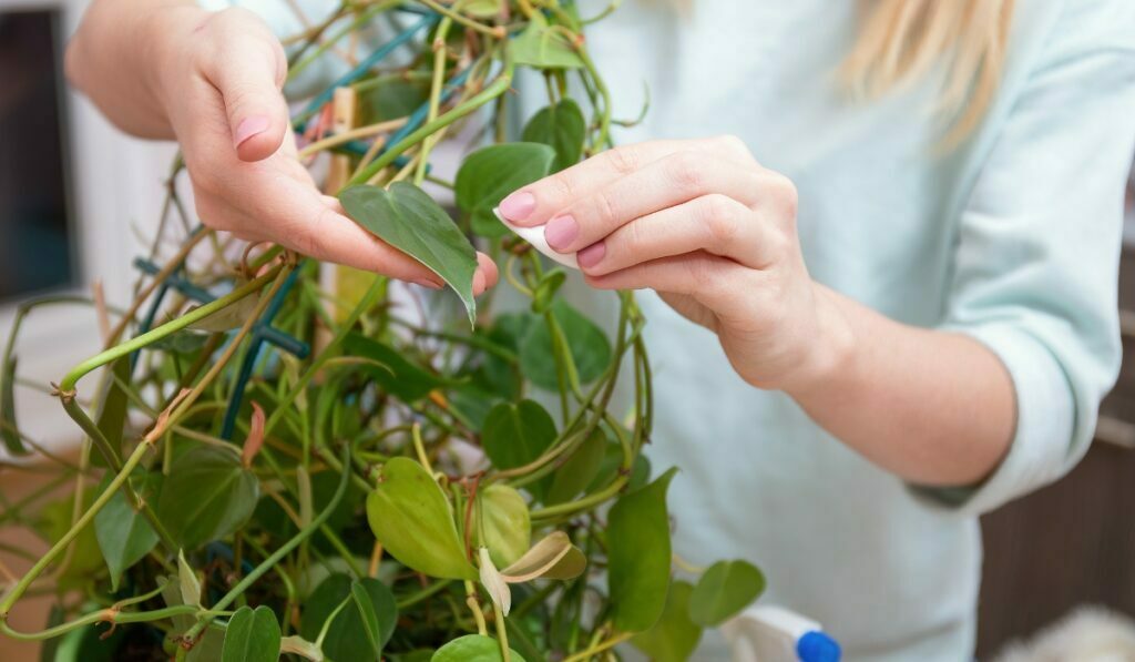 The Magic of Creeper Plants: The Number 1 Guide to Unlocking their ...