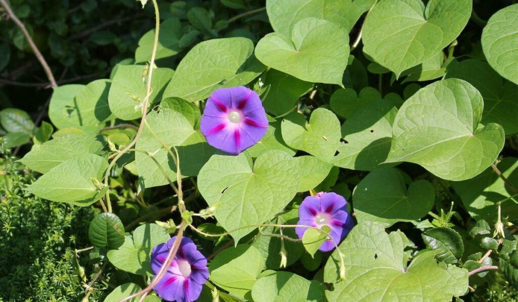 The Magic of Creeper Plants: The Number 1 Guide to Unlocking their ...