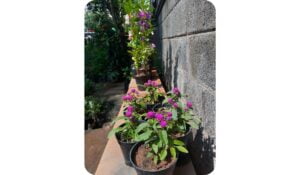 Discover the Enchanting World of Vadamalli Flowers: Cultivation and ...