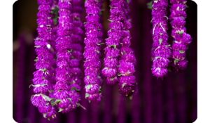 Discover the Enchanting World of Vadamalli Flowers: Cultivation and ...