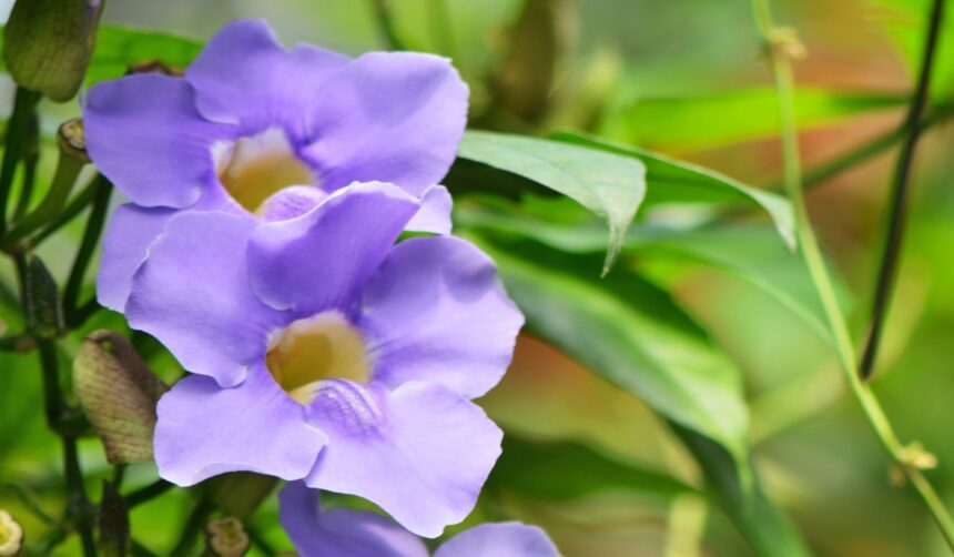 The Magic of Creeper Plants: The Number 1 Guide to Unlocking their ...