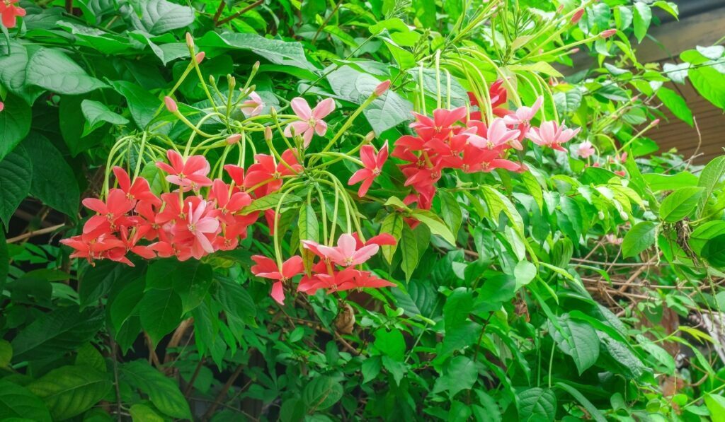 The Magic of Creeper Plants: The Number 1 Guide to Unlocking their ...