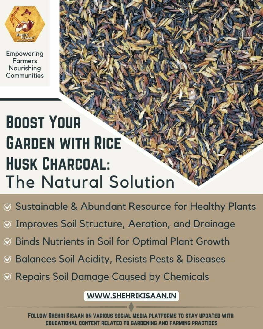 Rice Husk (Paddy Hulls) for Plants: Enhancing Growth and Sustainability ...