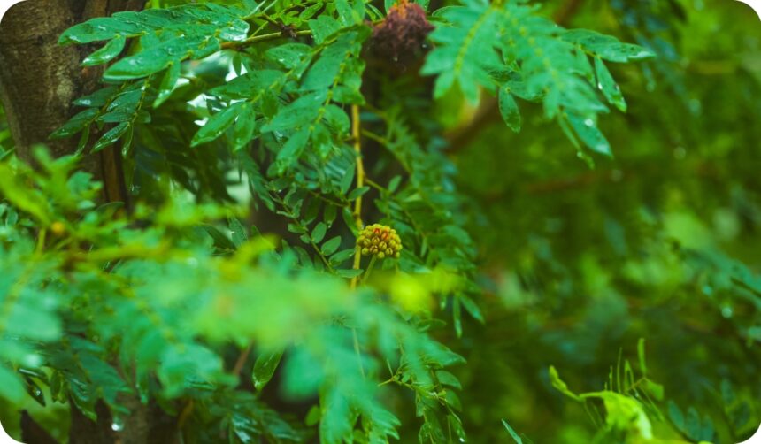 The Shami Plant: Discover the Amazing Ancient Healing Powers of this ...