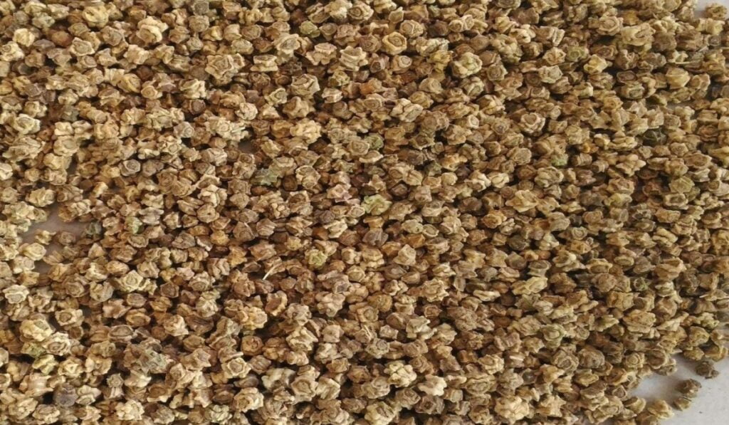 Spinach Secrets : Growing at Home in India with Tips, Techniques ...