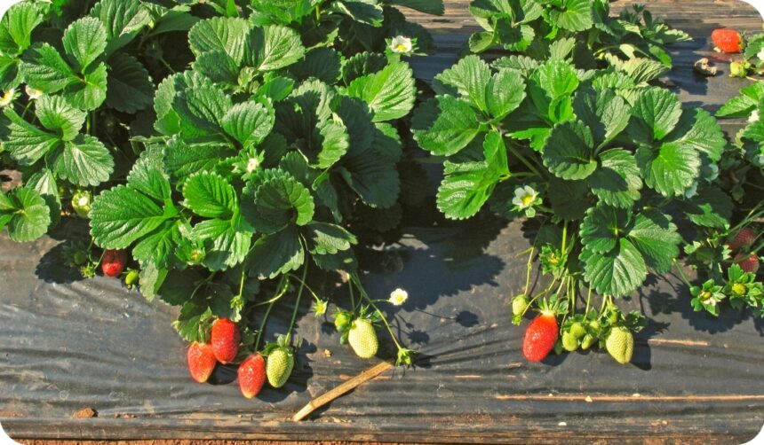 Strawberry Farming Best Practices: Nurturing Profitable Harvests ...