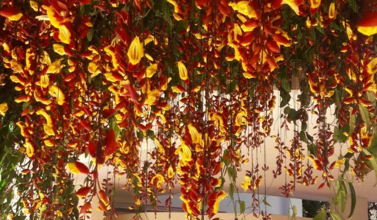 The Magic of Creeper Plants: The Number 1 Guide to Unlocking their ...