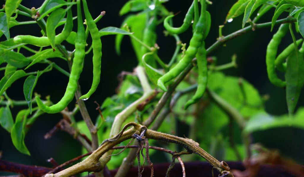 Maximize Home Chilli Yields by 100%: Effective Horticultural Practices ...