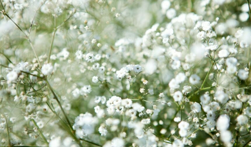 Gypsophila Unveiled: Rare Insights into the Captivating Journey of Baby ...