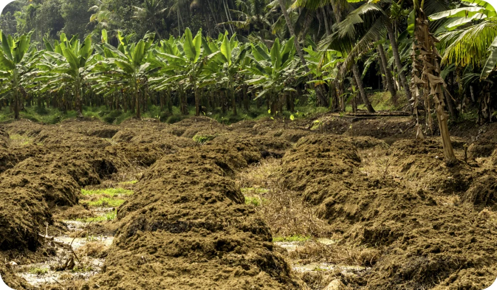 Banana Cultivation in India: A Comprehensive Guide to Successful Banana ...