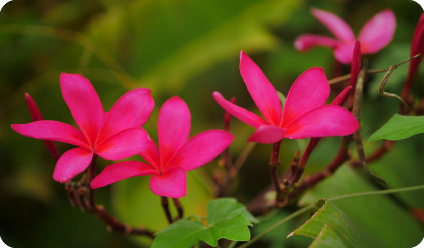 Champa Flower Cultivation 101: A Comprehensive Guide for Gardeners ...