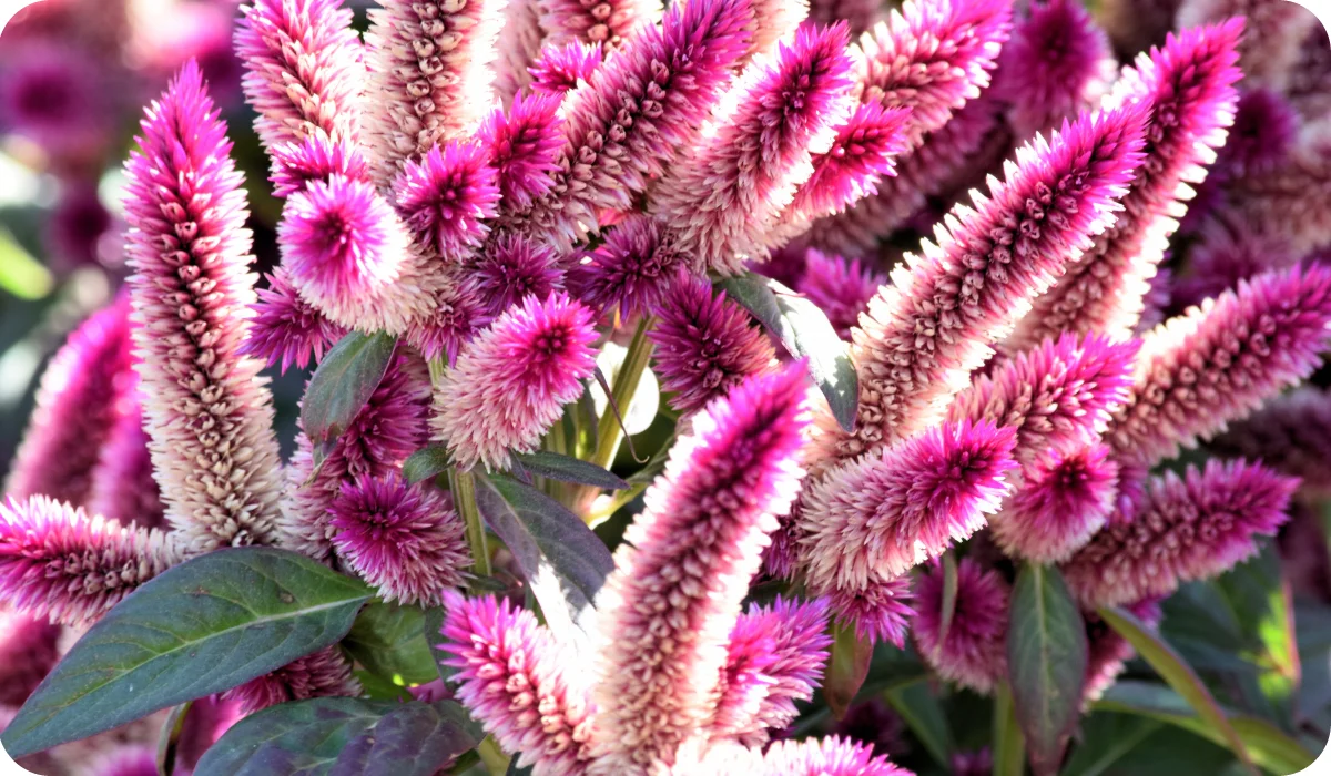 Unleash the Vibrant Beauty of Cockscomb Flowers in Your Garden | Shehri Kisaan® --- The Urban ...