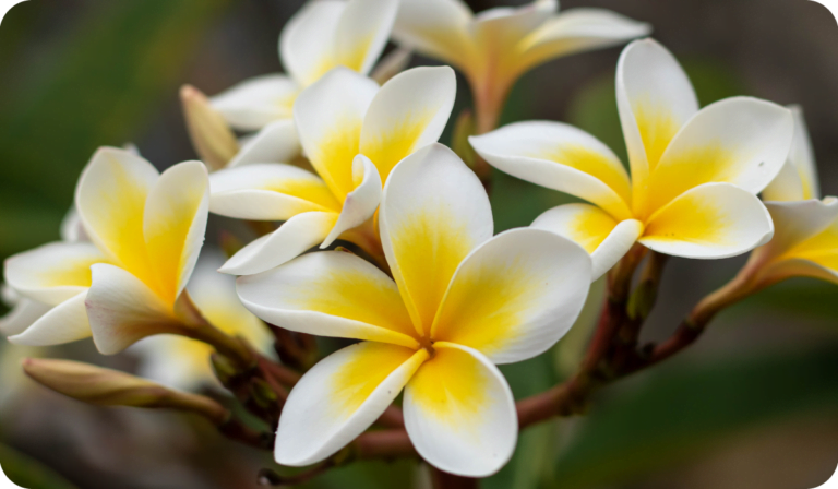 Champa Flower Cultivation 101: A Comprehensive Guide for Gardeners ...