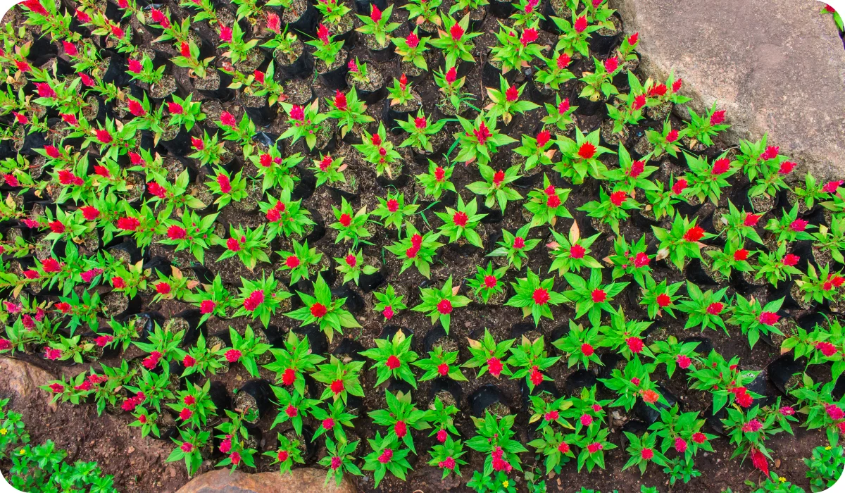 Unleash the Vibrant Beauty of Cockscomb Flowers in Your Garden | Shehri ...