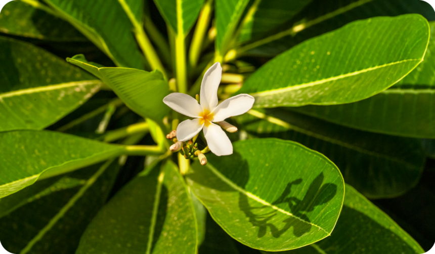 Champa Flower Cultivation 101: A Comprehensive Guide for Gardeners ...