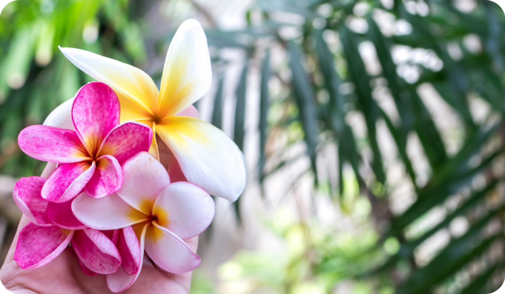 Champa Flower Cultivation 101: A Comprehensive Guide for Gardeners ...