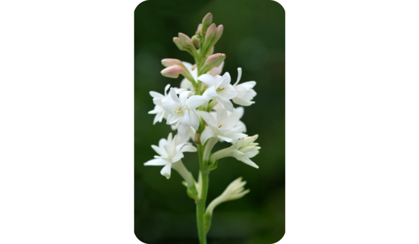 Unveiling the Enchanting World of Rajnigandha (TubeRose): India's ...