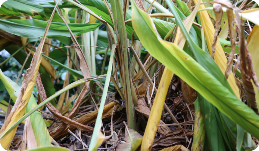 Revolutionize Your Garden with Turmeric (Haldi): Unlock Nature's ...