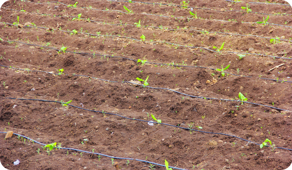 Banana Cultivation in India: A Comprehensive Guide to Successful Banana ...