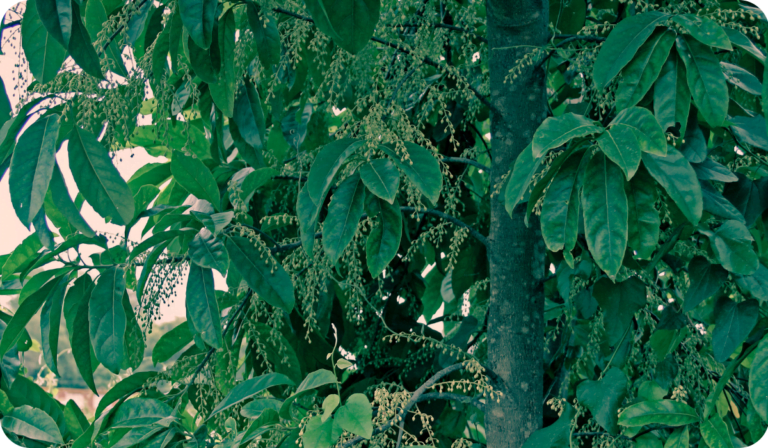 Growing Rudraksha Tree at Home: Nurturing the Sacred Tree | Shehri ...