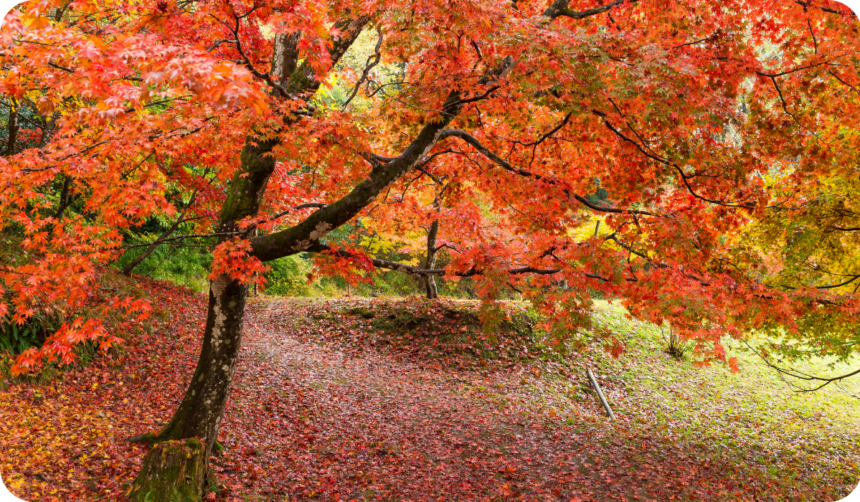 The Ultimate Guide on Growing and Caring for Maple Trees: A Complete ...