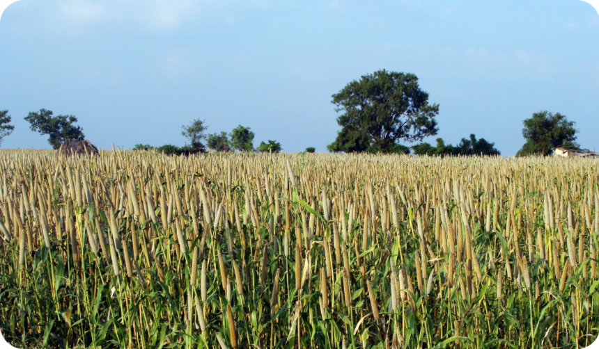 Bajra Cultivation in India: Growing Pearl Millet or Bajra Crop on Your ...