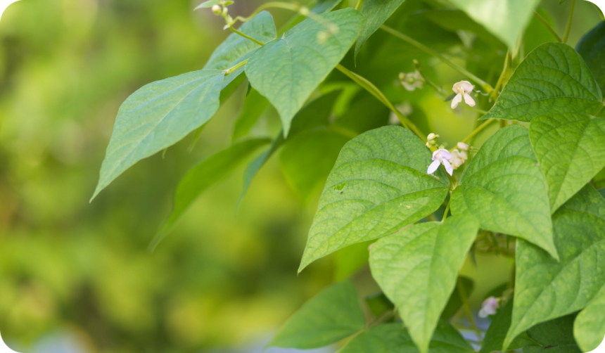 A Detailed Guide to the Cultivation of Kidney Beans (Rajma Plant) with ...