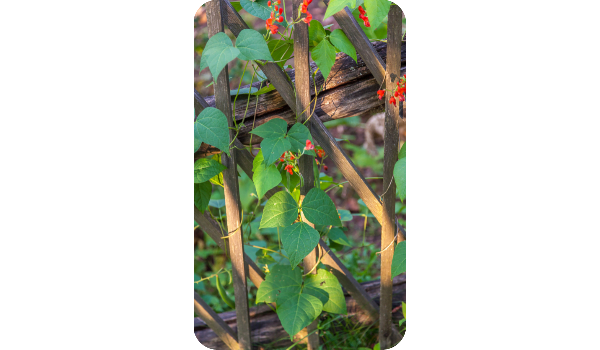 A Detailed Guide to the Cultivation of Kidney Beans (Rajma Plant) with ...