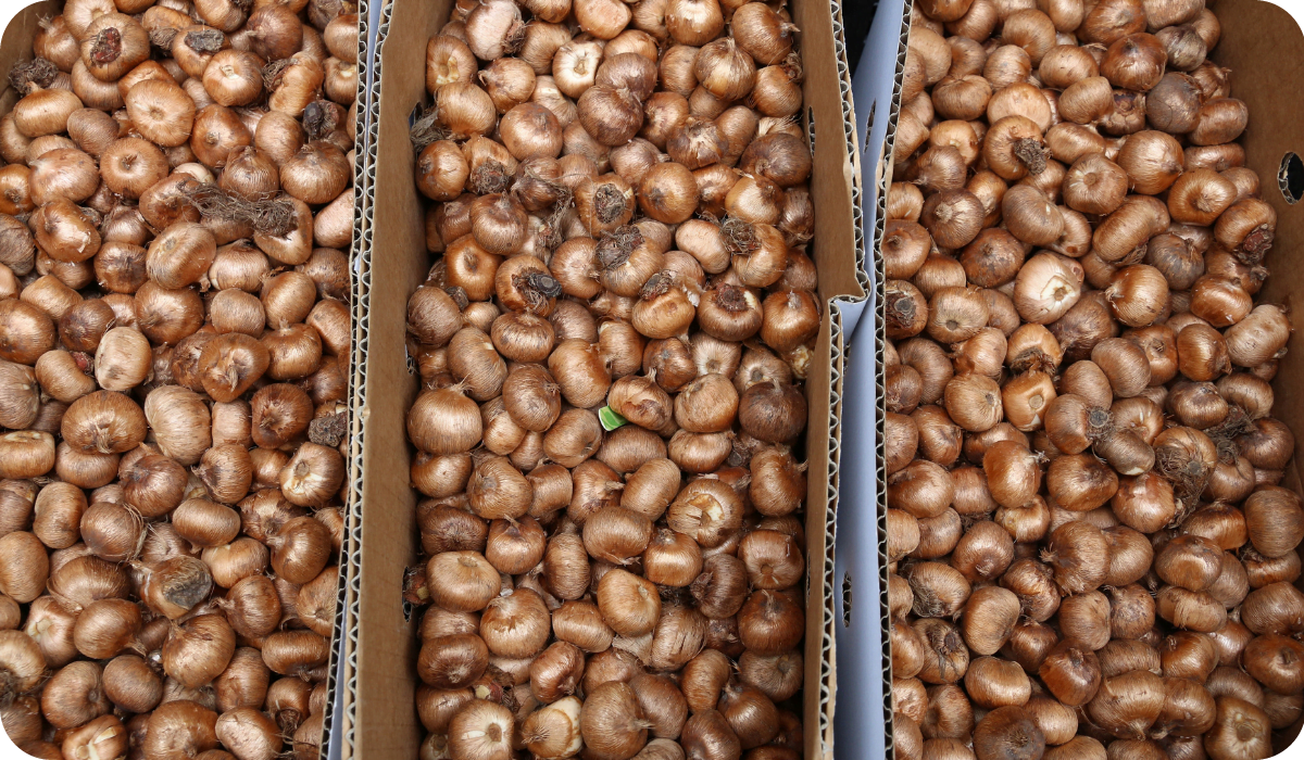 9 Essential Tips for Planting Flower Bulbs in Your Garden: Blossoming ...