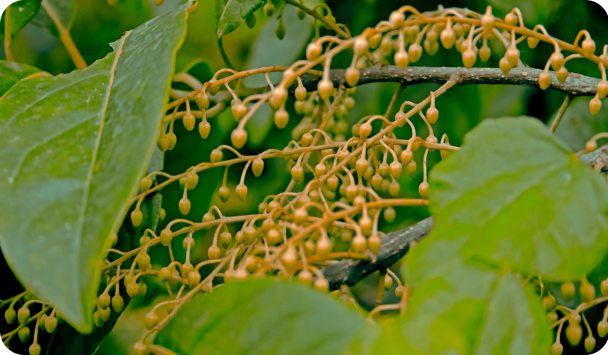 Growing Rudraksha Tree at Home: Nurturing the Sacred Tree | Shehri ...