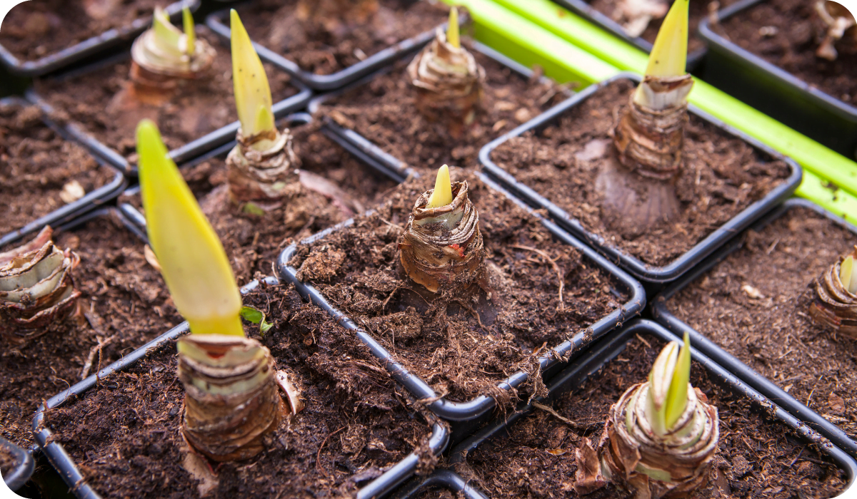 9 Essential Tips for Planting Flower Bulbs in Your Garden: Blossoming ...