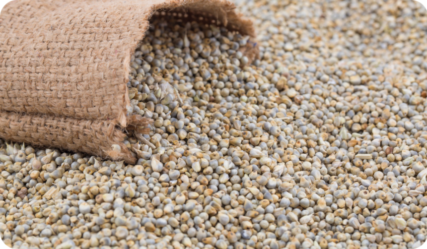 Bajra Cultivation in India: Growing Pearl Millet or Bajra Crop on Your ...