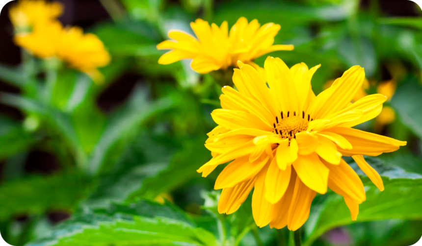 Niger Seeds / Khurashni / Guizotia Abyssinica - All About Ramtil Oil ...