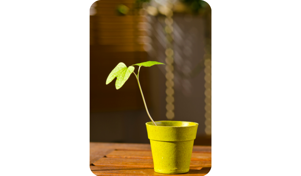 Unveiling the Marvel: How does Phototropism Occur in Plants | Shehri ...
