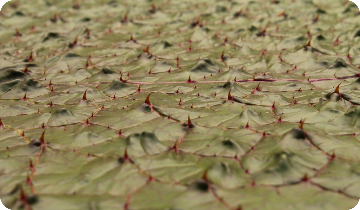 Unveiling the Potential: Makhana Farming (Fox Nut)'s Impactful Journey ...