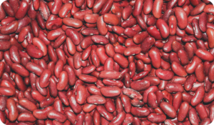 A Detailed Guide to the Cultivation of Kidney Beans (Rajma Plant) with ...