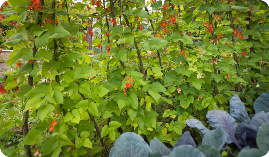 A Detailed Guide to the Cultivation of Kidney Beans (Rajma Plant) with ...