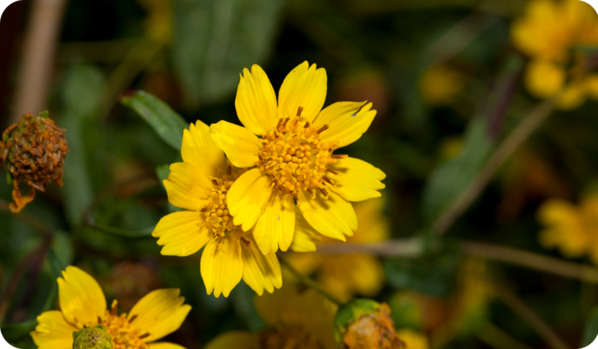 Niger Seeds / Khurashni / Guizotia Abyssinica - All About Ramtil Oil ...