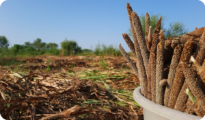 Bajra Cultivation in India: Growing Pearl Millet or Bajra Crop on Your ...