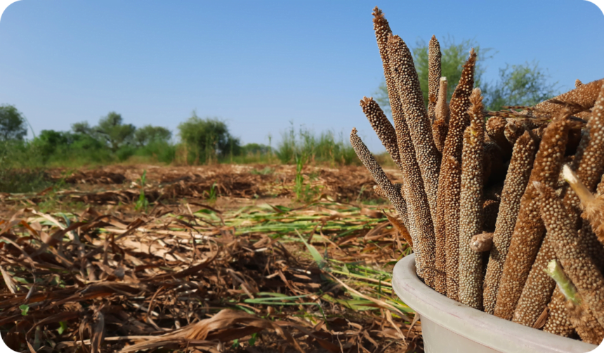 Bajra Cultivation in India: Growing Pearl Millet or Bajra Crop on Your ...